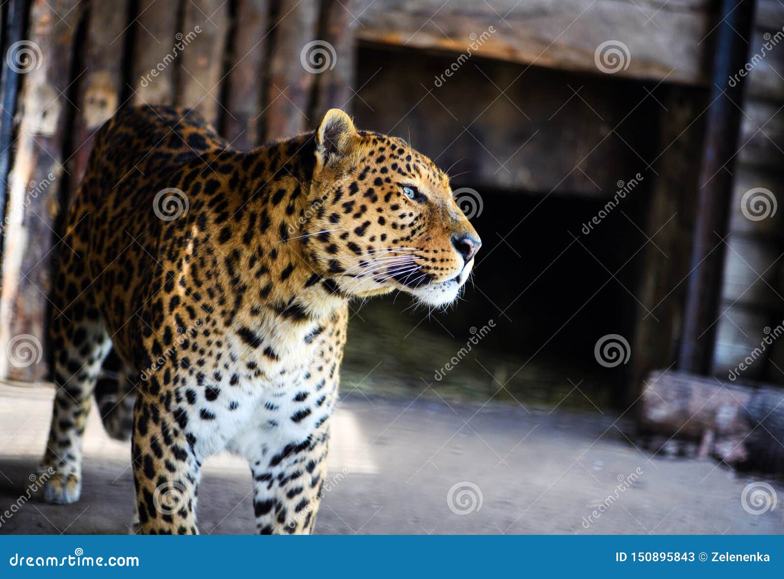 Portrait of a Beautiful Leopard Stock Image - Image of beast, face ...