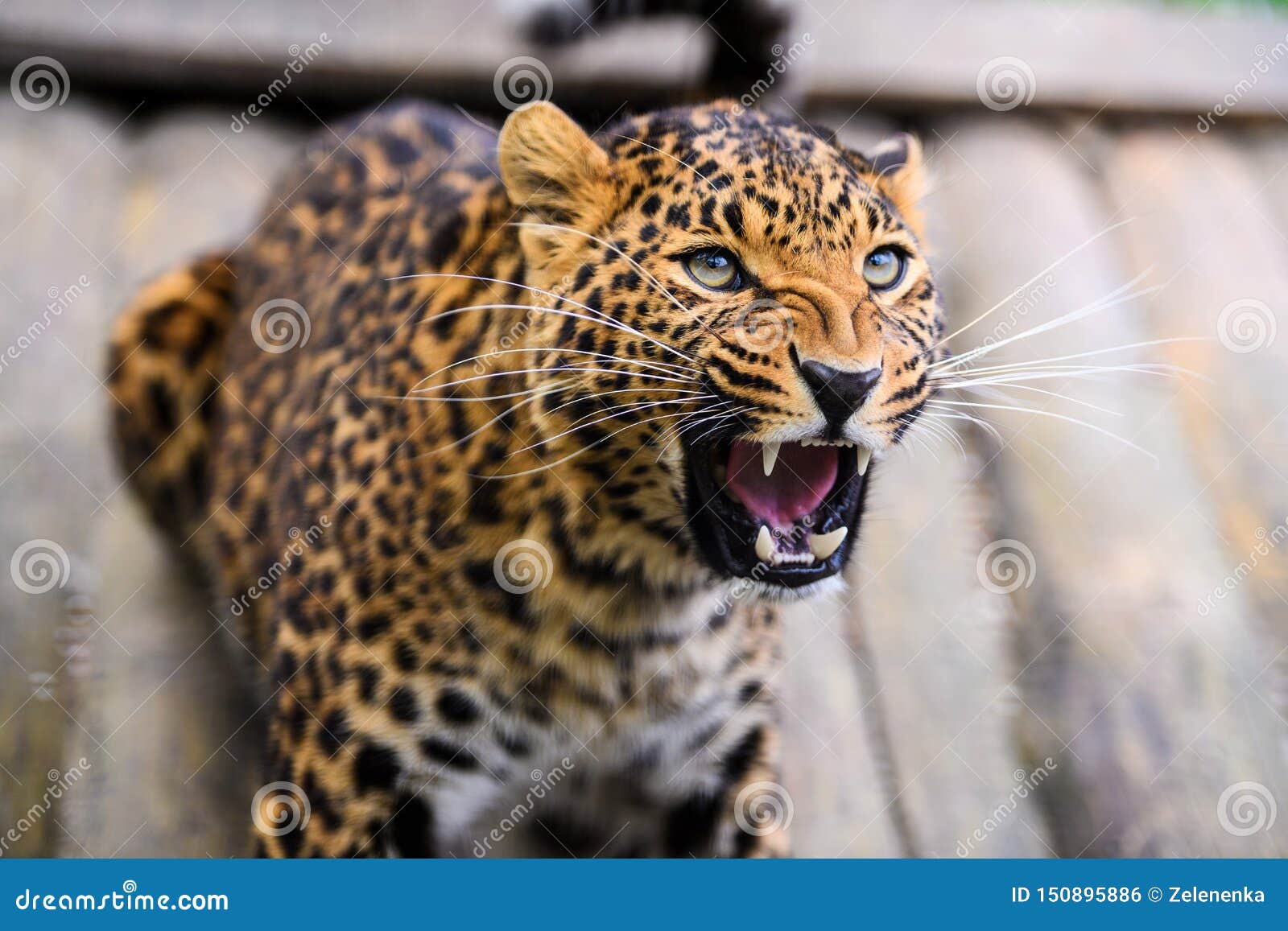 Portrait of a Beautiful Leopard Stock Photo - Image of environment ...