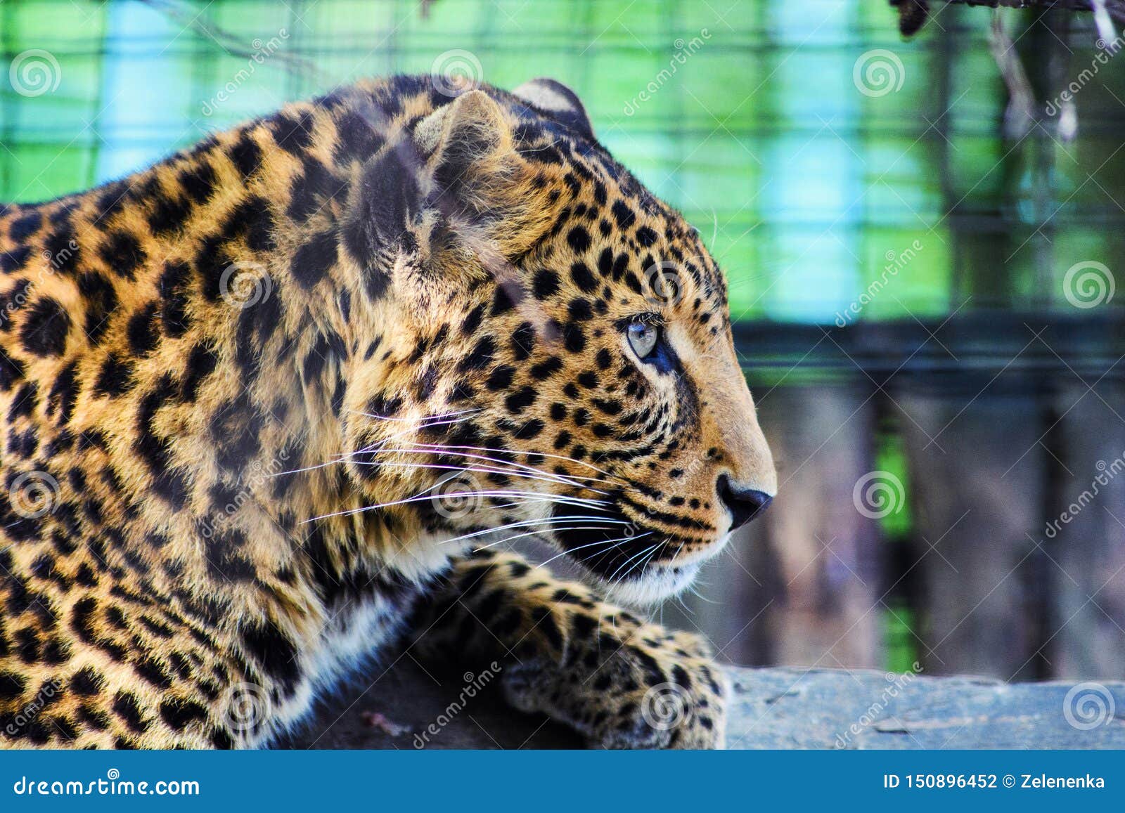 Portrait of a Beautiful Leopard Stock Photo - Image of hunter, jaguar ...