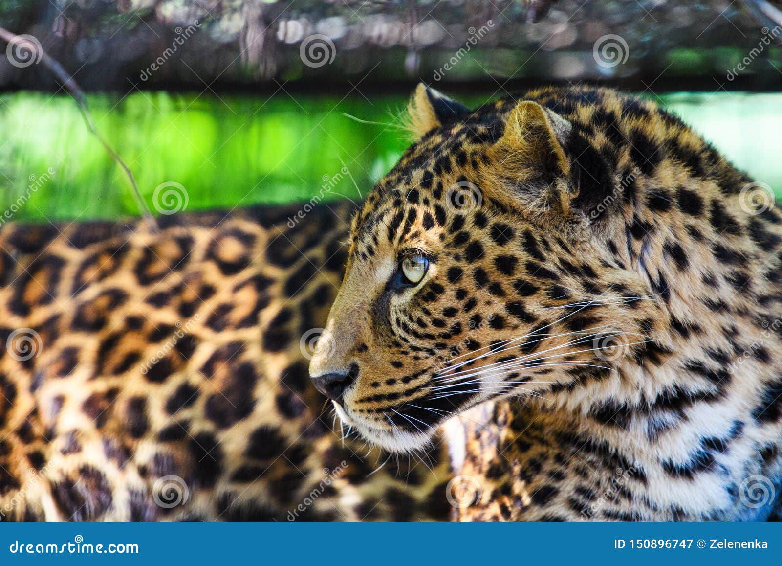 Portrait of a Beautiful Leopard Stock Image - Image of beast, jungle ...