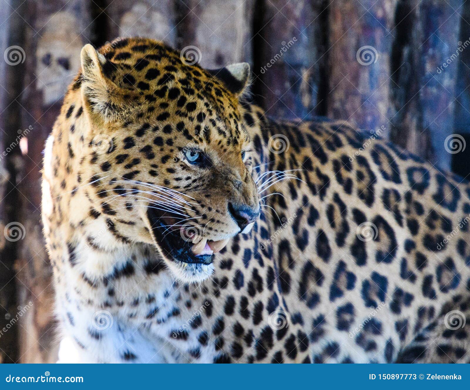 Portrait of a Beautiful Leopard Stock Image - Image of africa, looking ...