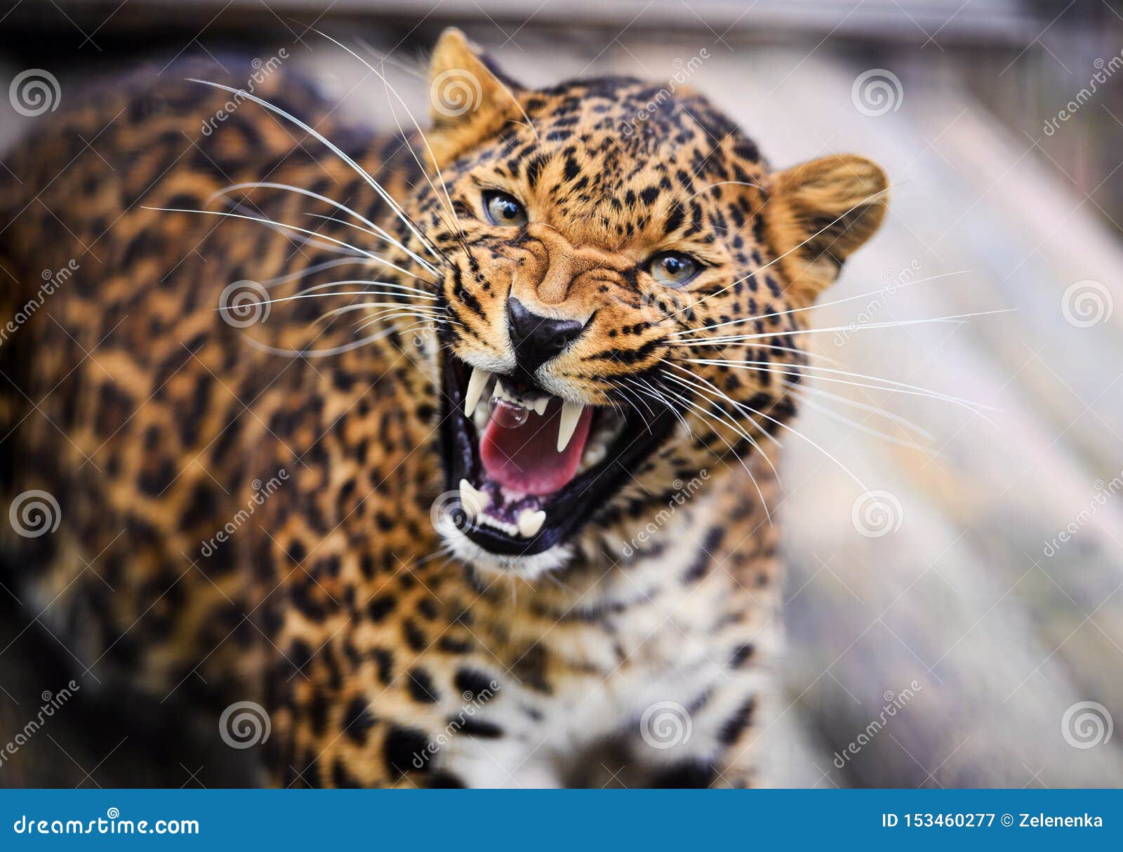 Angry Leopard Images - Download 2,204 Royalty Free Photos - Page 11