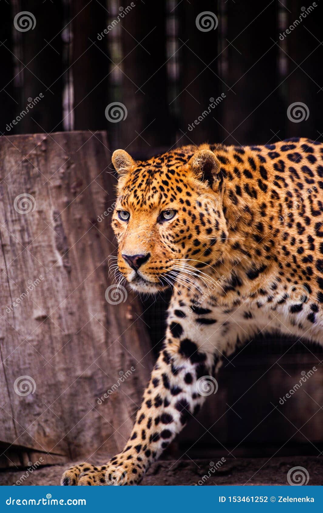 Portrait of a Beautiful Leopard Stock Photo - Image of leopard ...