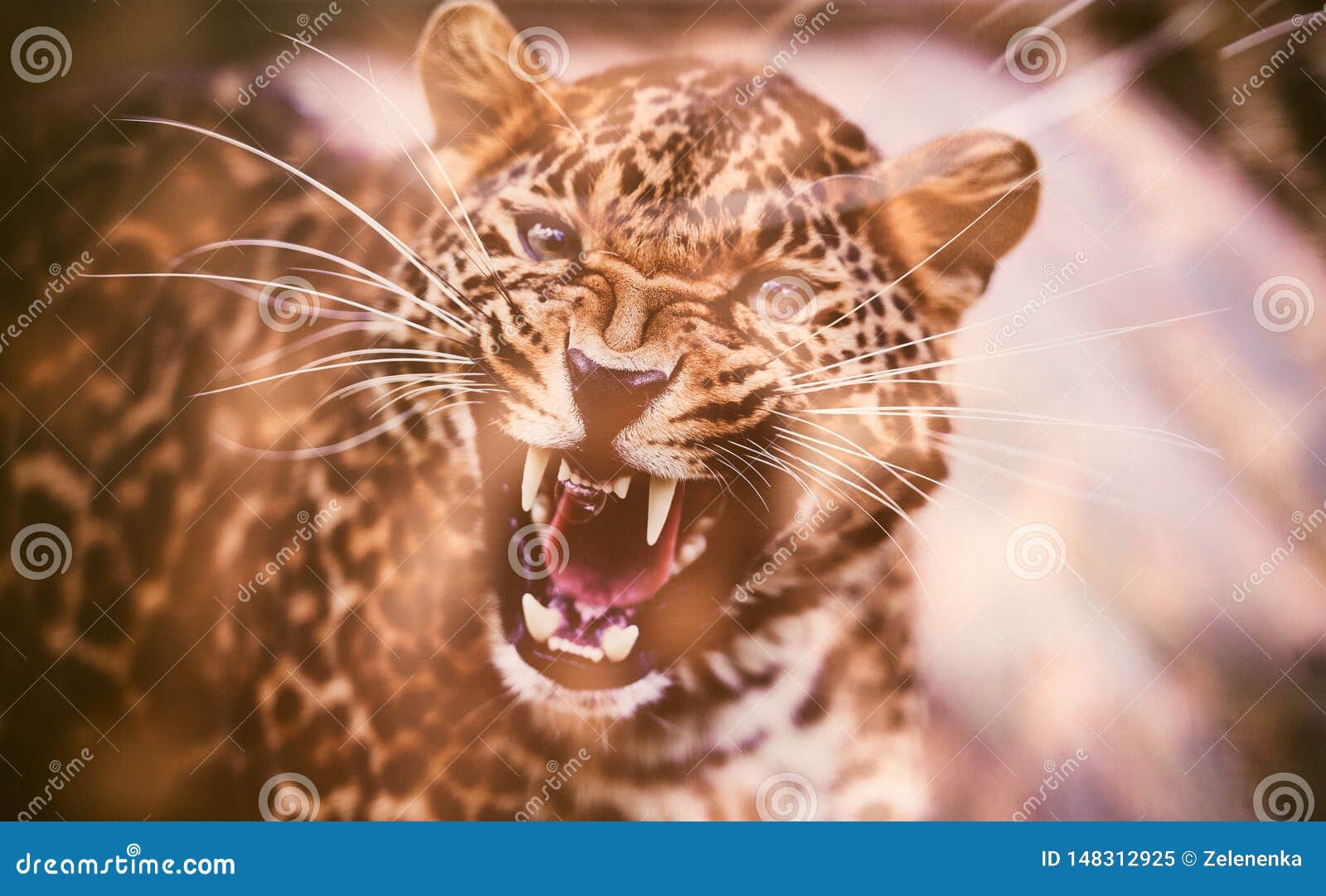Portrait of a Beautiful Leopard. Angry Leopard Stock Image - Image of ...