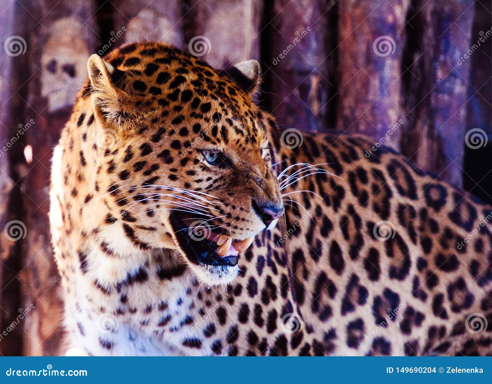 Portrait of a Beautiful Leopard. Big Cat Stock Photo - Image of ...