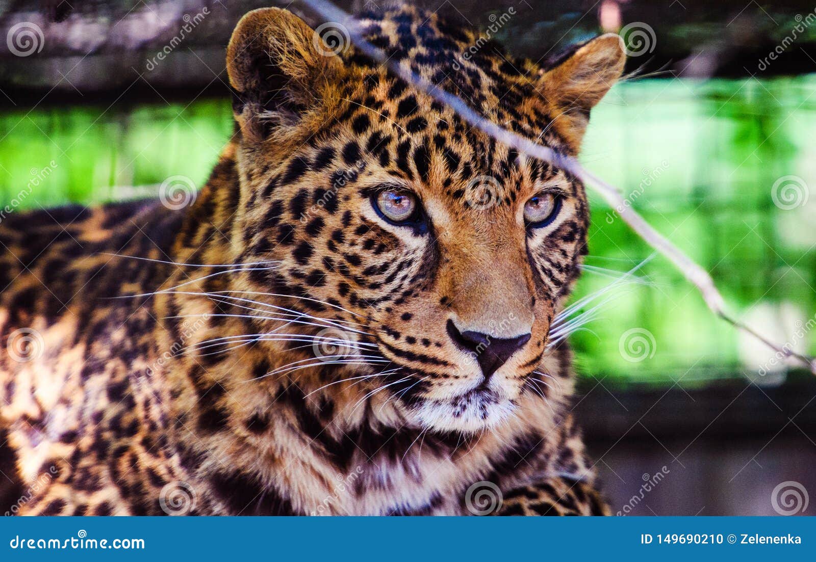 Portrait of a Beautiful Leopard. Big Cat Stock Photo - Image of ...