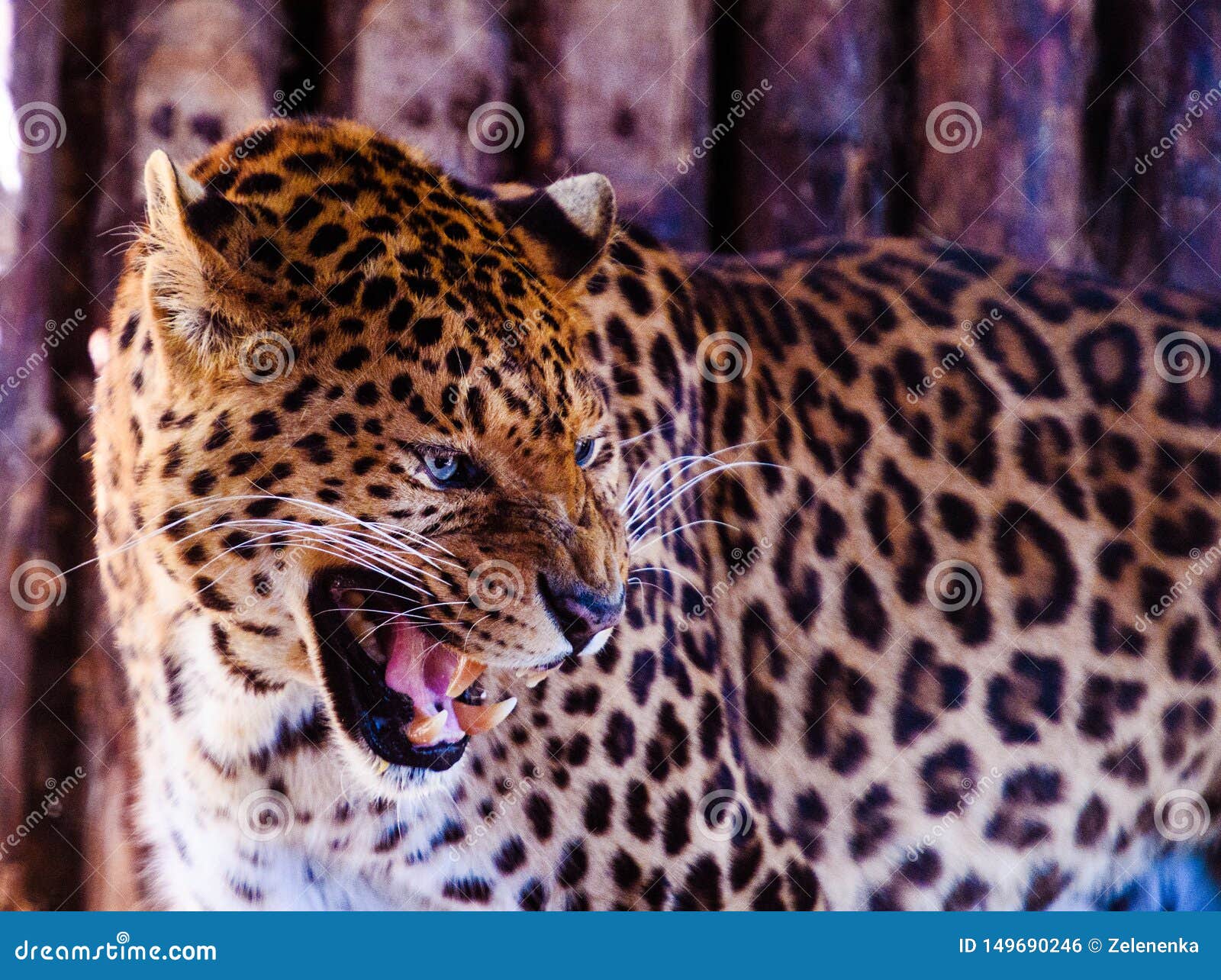 Portrait of a Beautiful Leopard. Big Cat Stock Photo - Image of ...