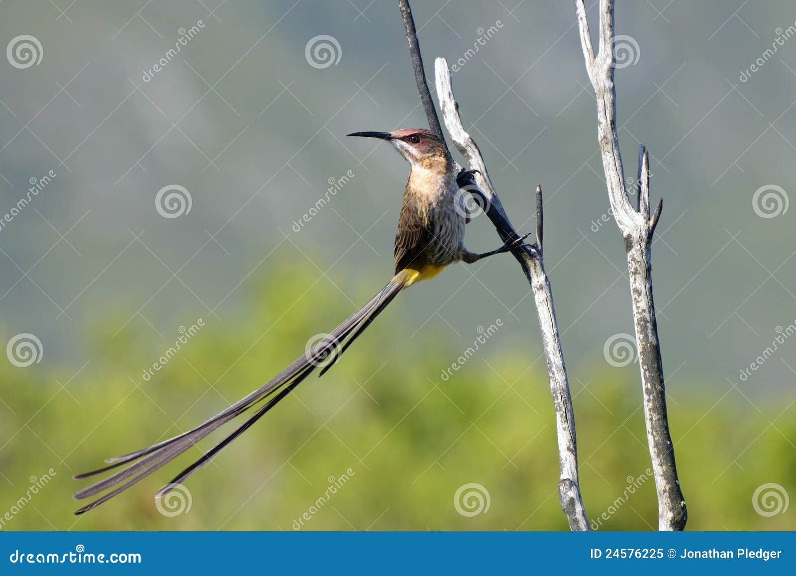 A Portrait of a Beautiful Male Sugarbird Stock Image - Image of animals ...