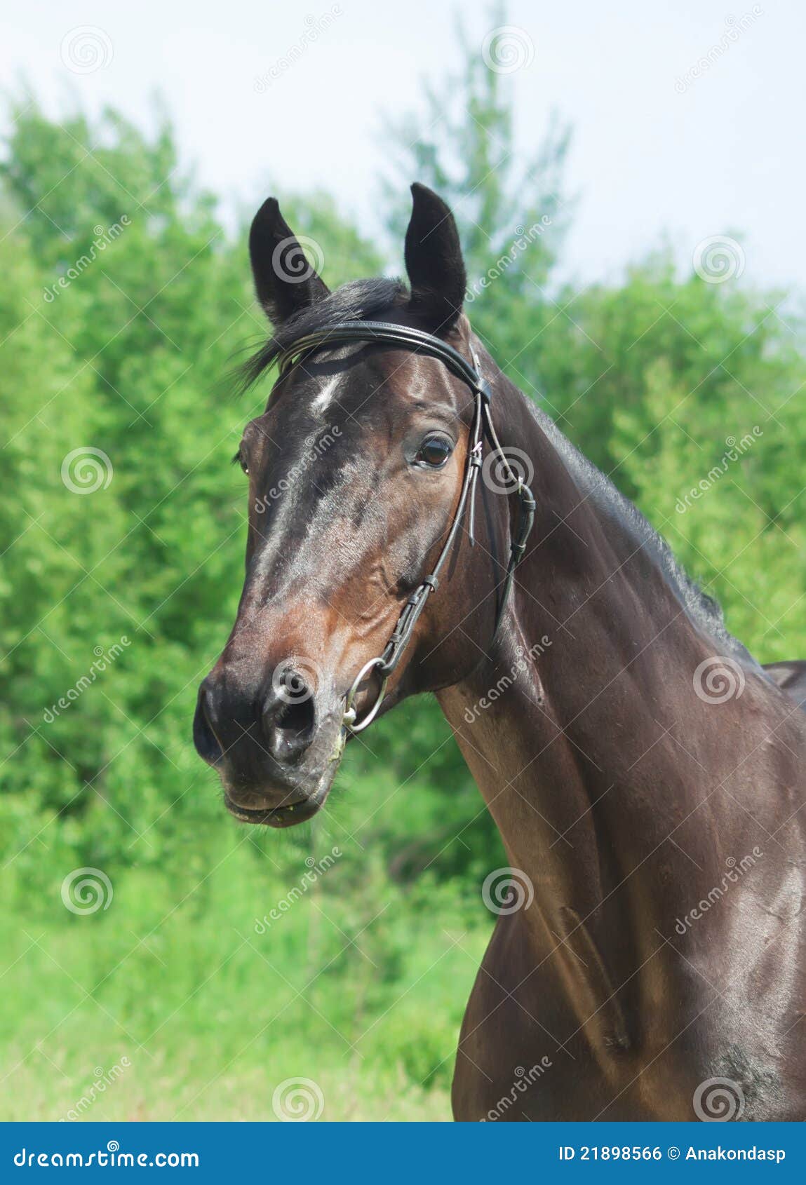 Portrait of beautiful mare stock photo. Image of brown - 21898566