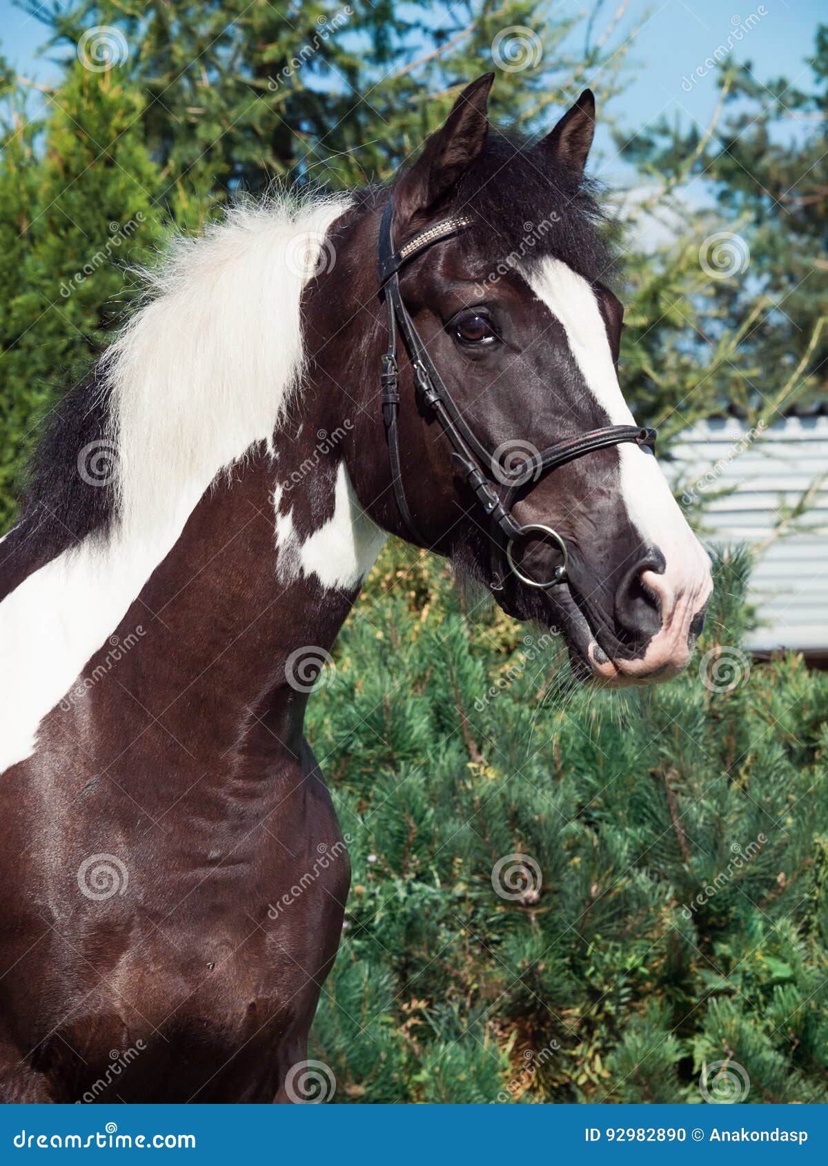 Portrait of the Beautiful Paint Draft Horse Stock Photo - Image of ...
