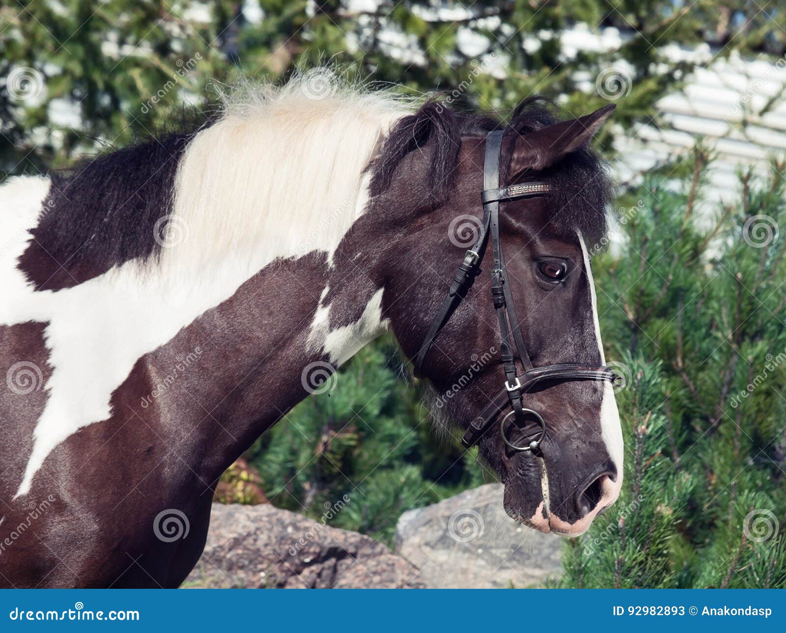Portrait of the Beautiful Paint Draft Horse Stock Image - Image of ...