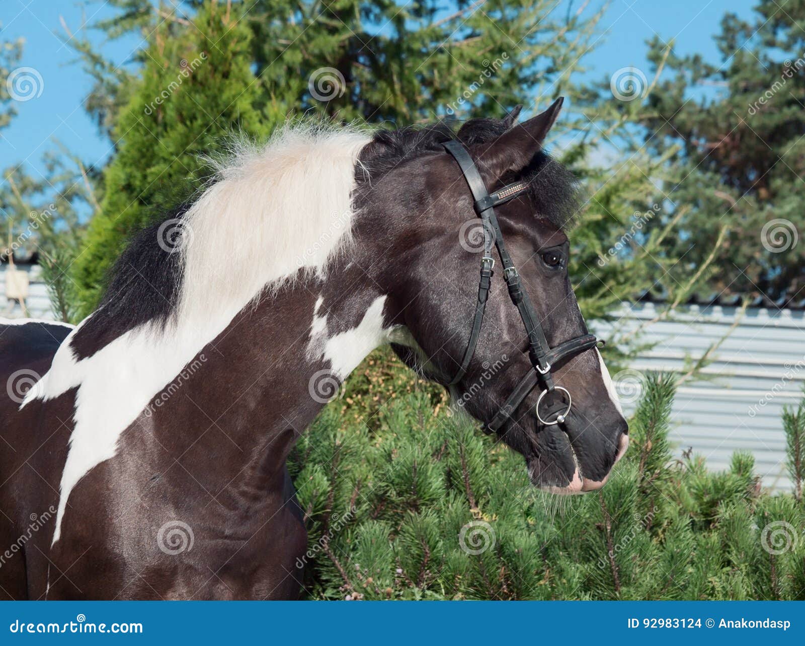 Portrait of the Beautiful Paint Draft Horse Stock Photo - Image of ...