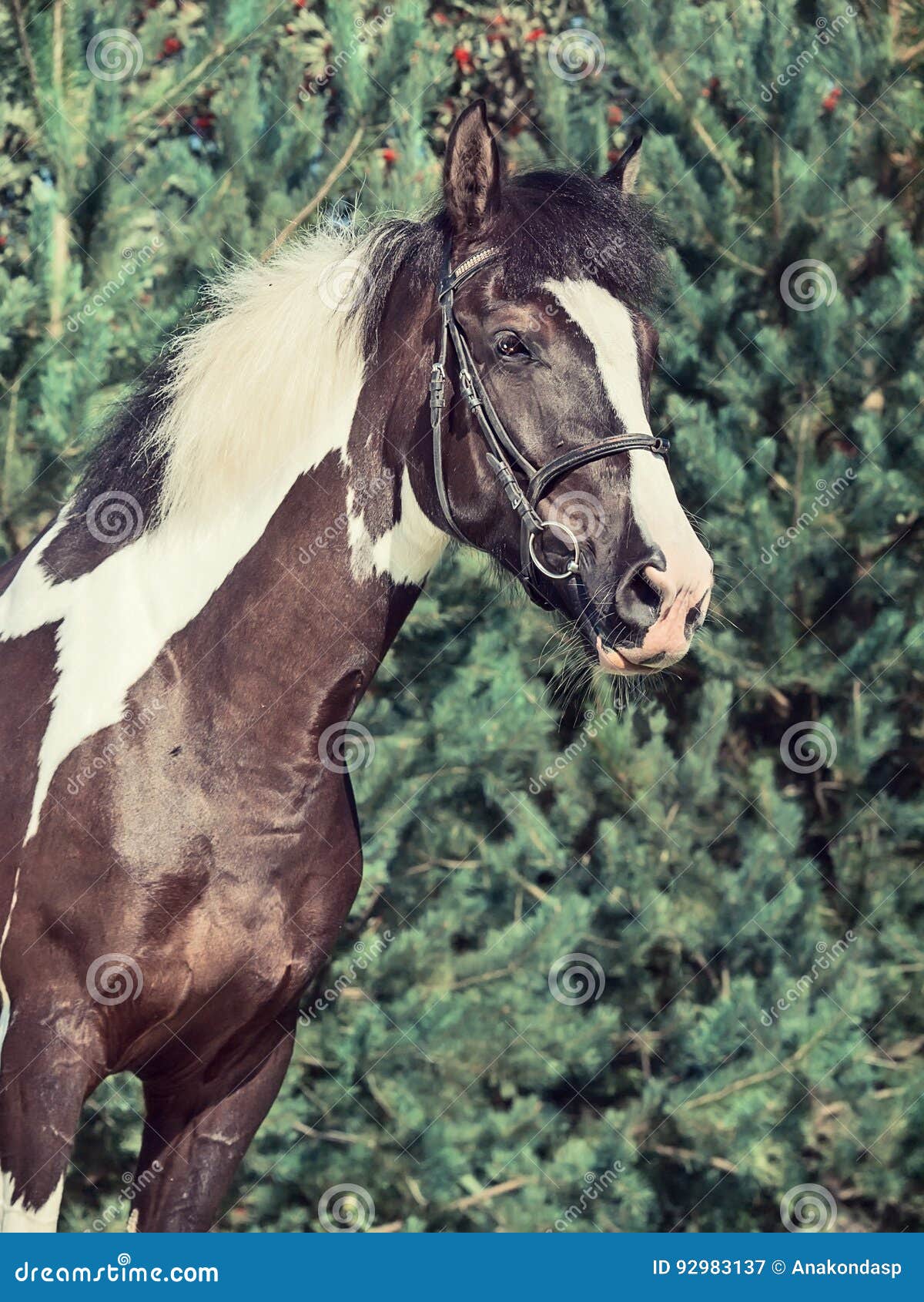 Portrait of the Beautiful Paint Draft Horse Stock Image - Image of ...