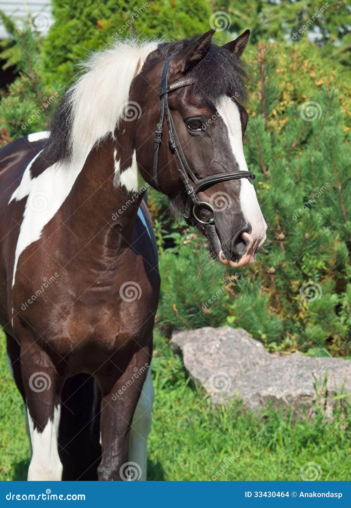 Portrait of the Beautiful Paint Draft Horse Stock Photo - Image of ...