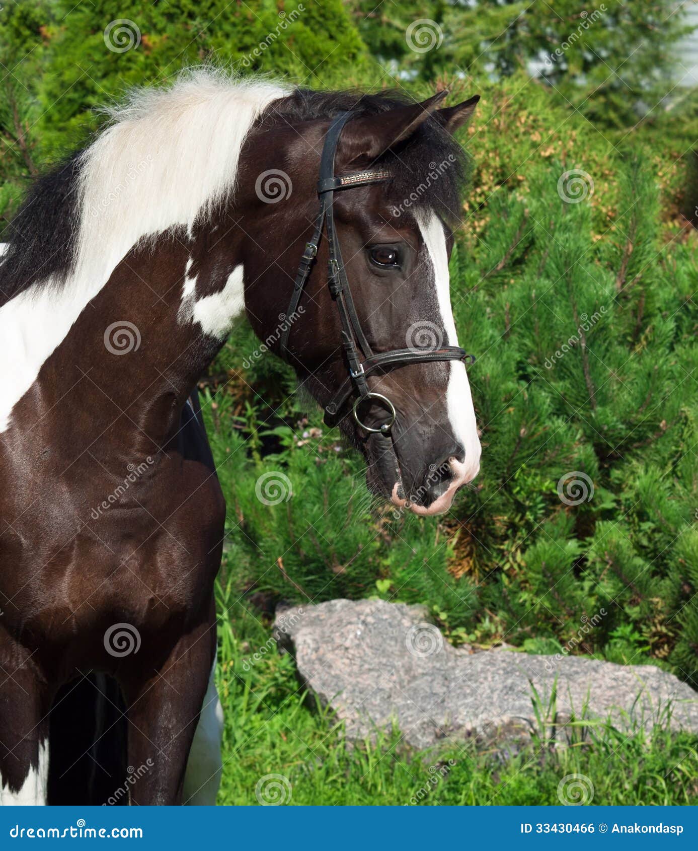 Portrait of the Beautiful Paint Draft Horse Stock Photo - Image of ...
