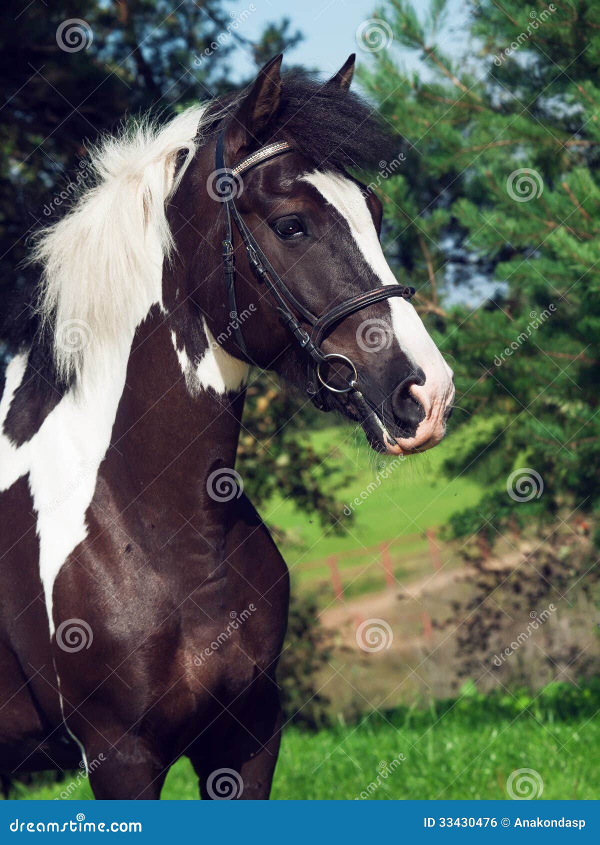 Portrait of the Beautiful Paint Draft Horse Stock Photo - Image of ...