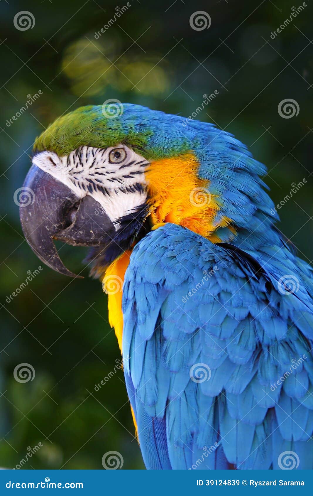 A Portrait of a Beautiful Parrot Stock Image - Image of vibrant ...