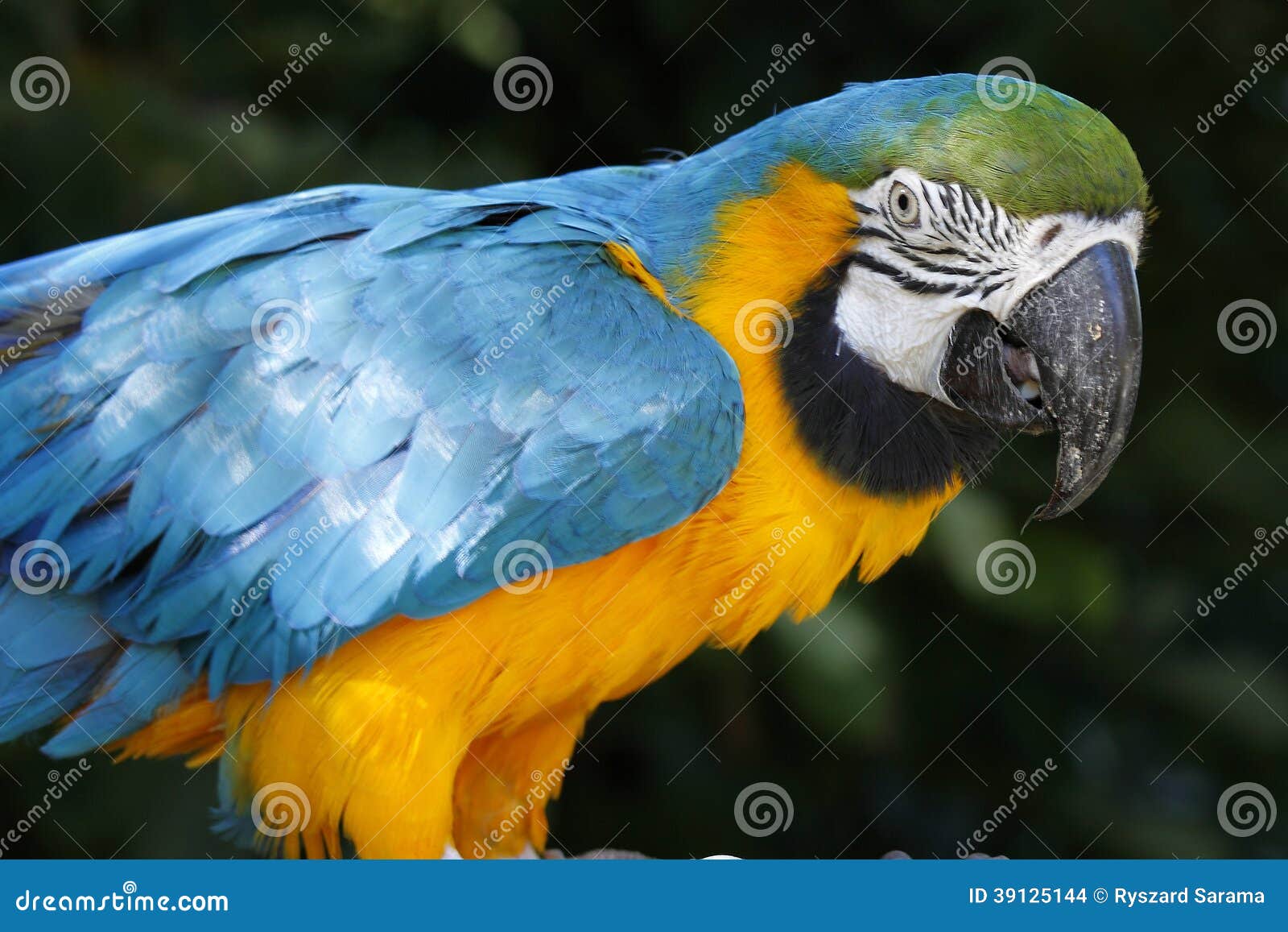 A Portrait of a Beautiful Parrot Stock Photo - Image of saturated ...