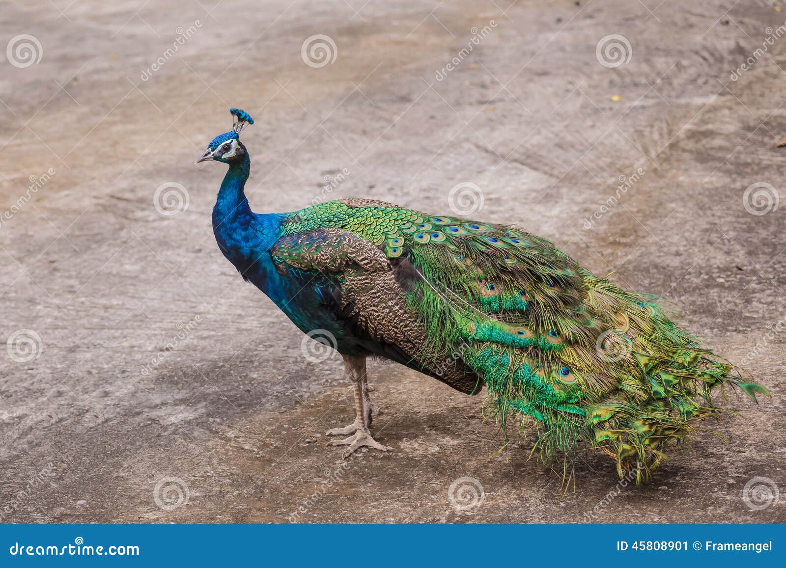 Portrait of Beautiful Peacock Stand on Ground Stock Image - Image of ...