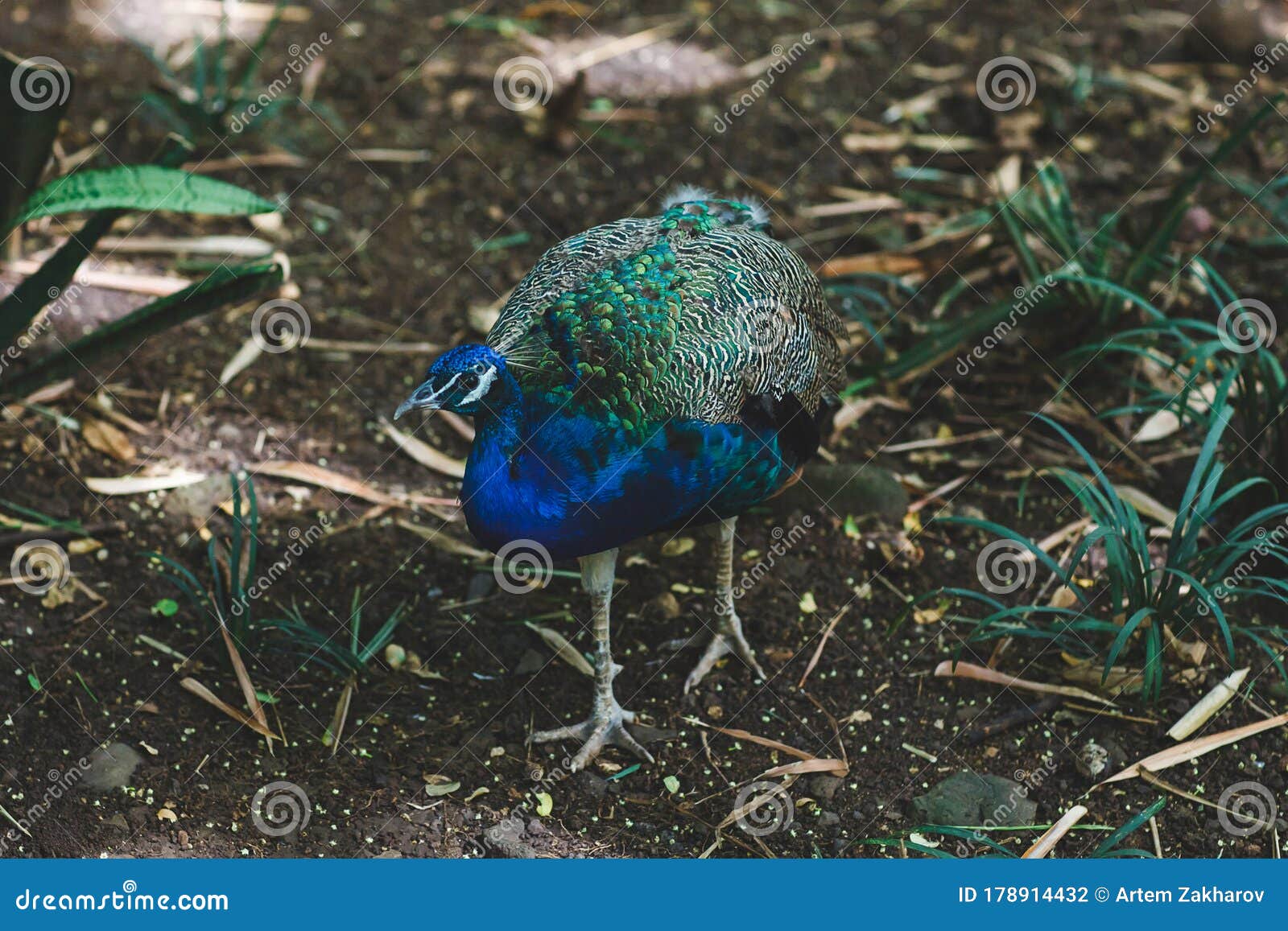 Portrait of a Beautiful Peacock in the Wild. Stock Photo - Image of ...