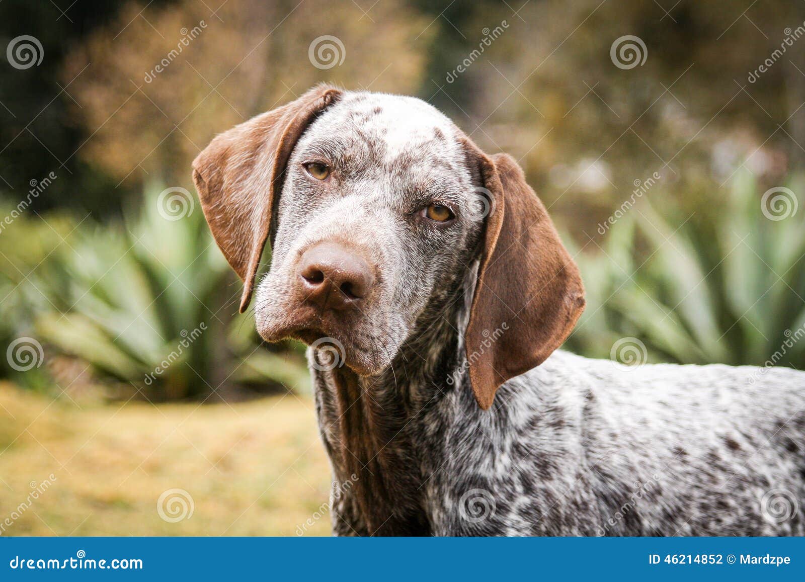 Portrait of a Beautiful Pointer Dog Stock Photo - Image of hunt ...