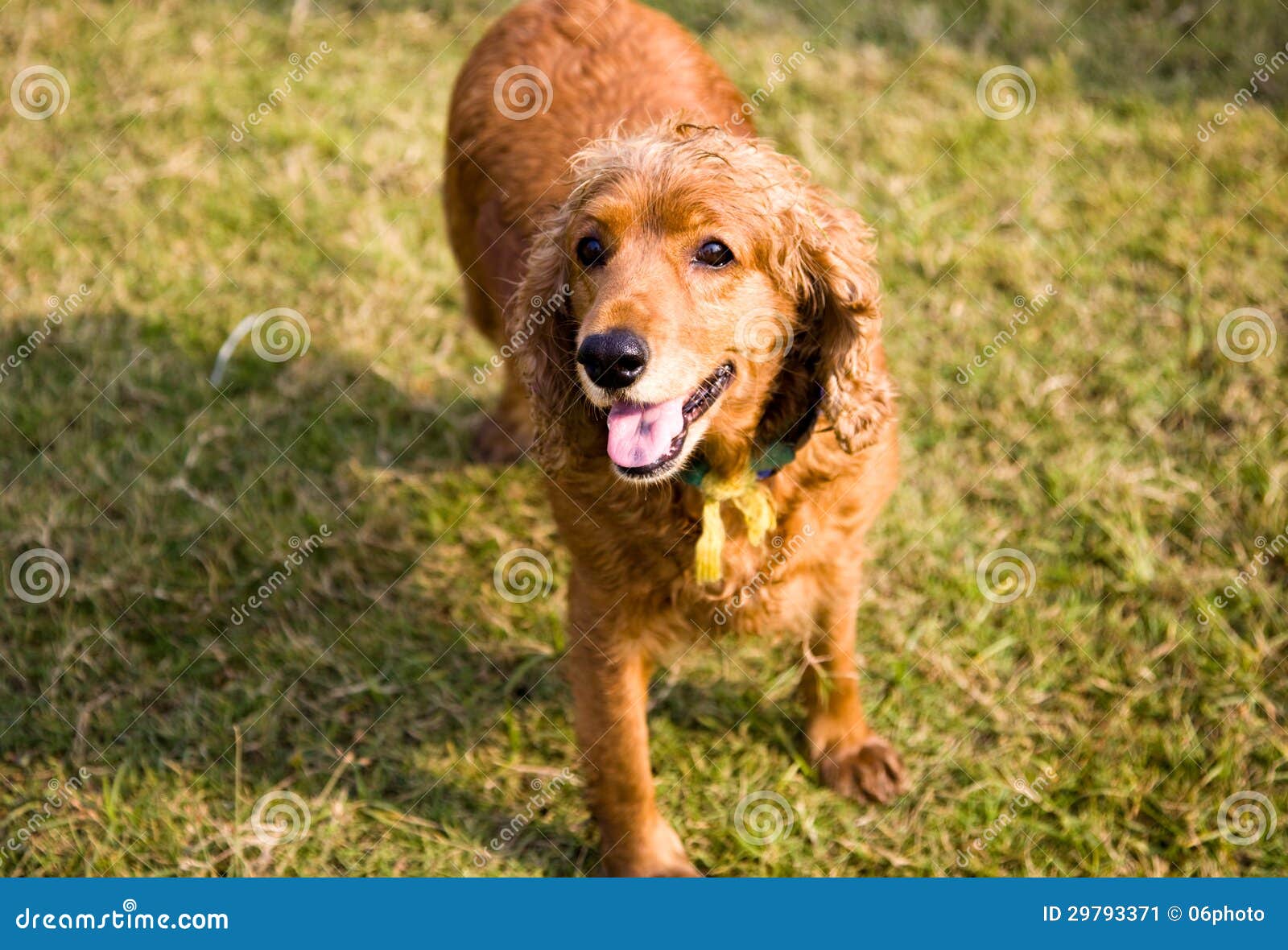 Purebred cocker spaniel stock image. Image of attentive - 29793371