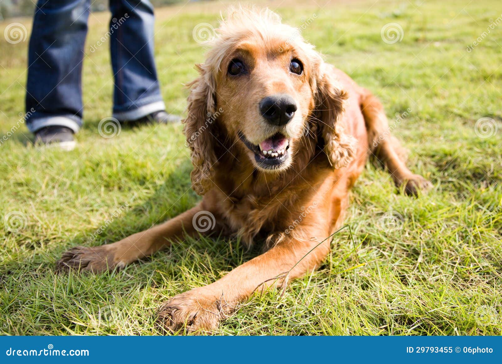 Purebred cocker spaniel stock image. Image of beautiful - 29793455