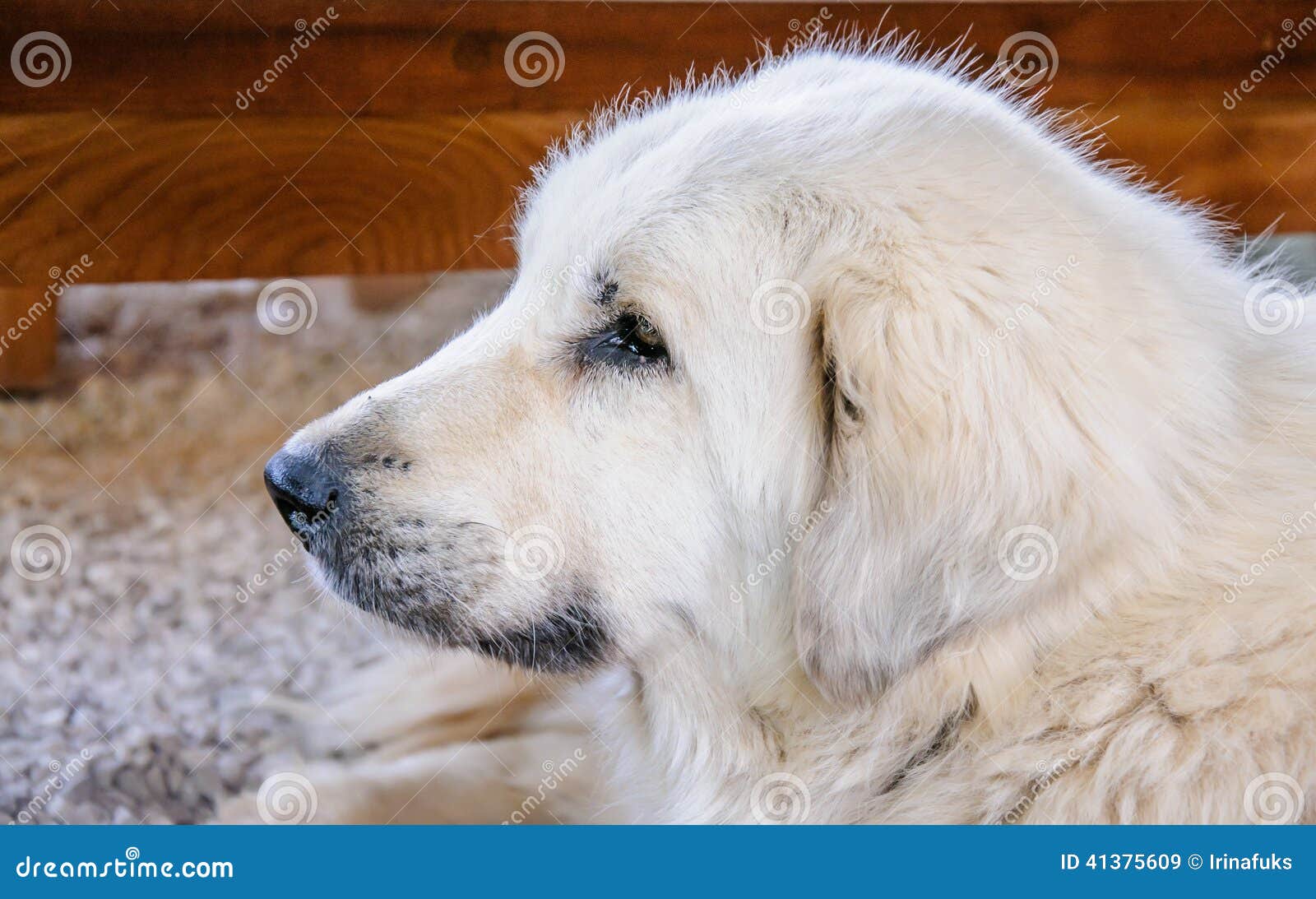 Portrait of a Beautiful Purebred Shepherd Dog Stock Image - Image of ...