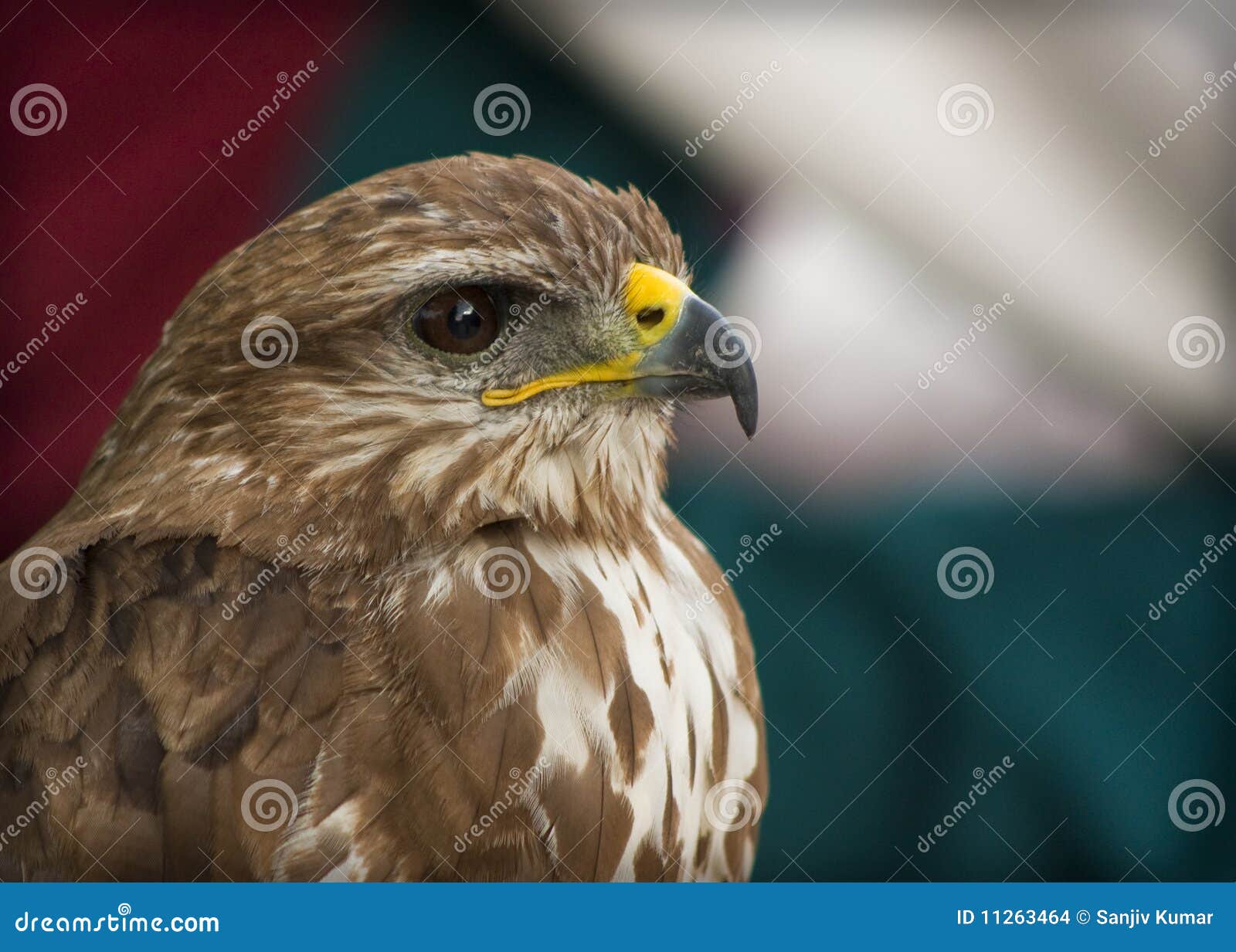 Portrait of a Beautiful Raptor or Bird of Prey Stock Photo - Image of ...