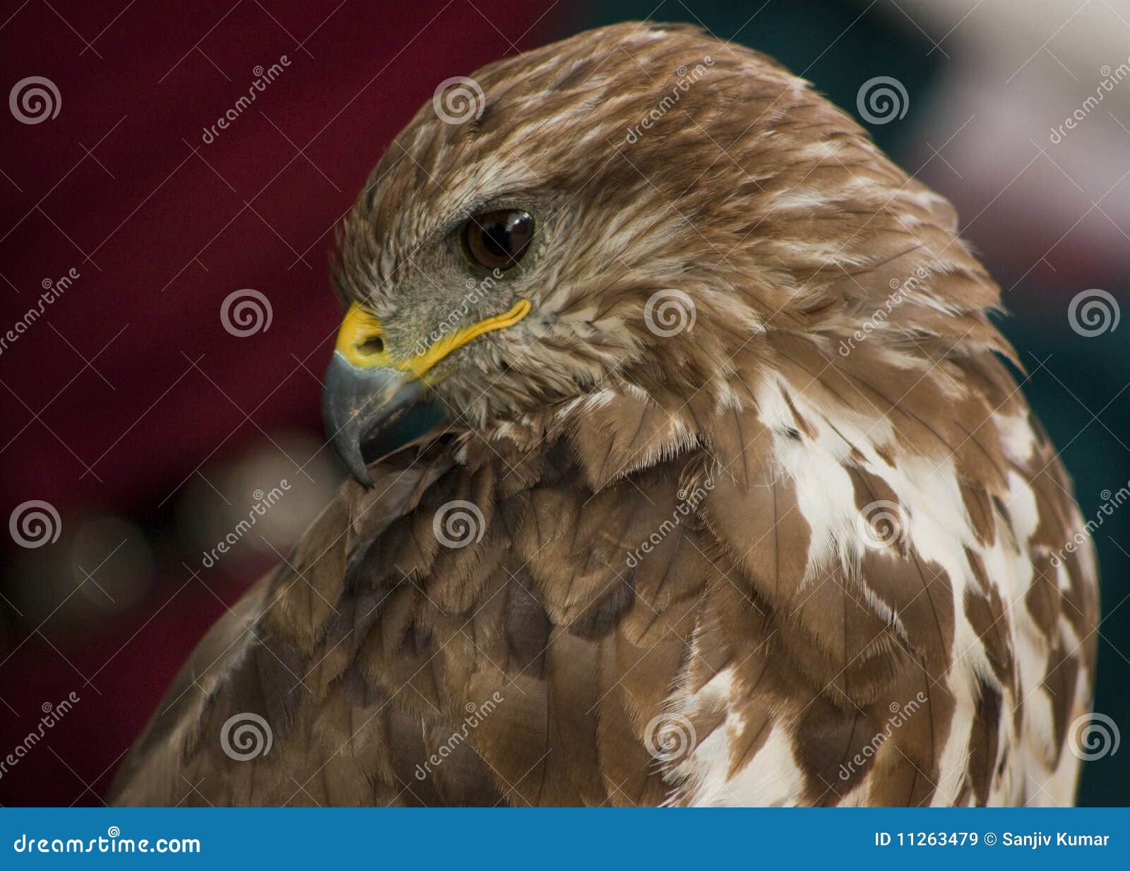 Portrait of a Beautiful Raptor or Bird of Prey Stock Image - Image of ...