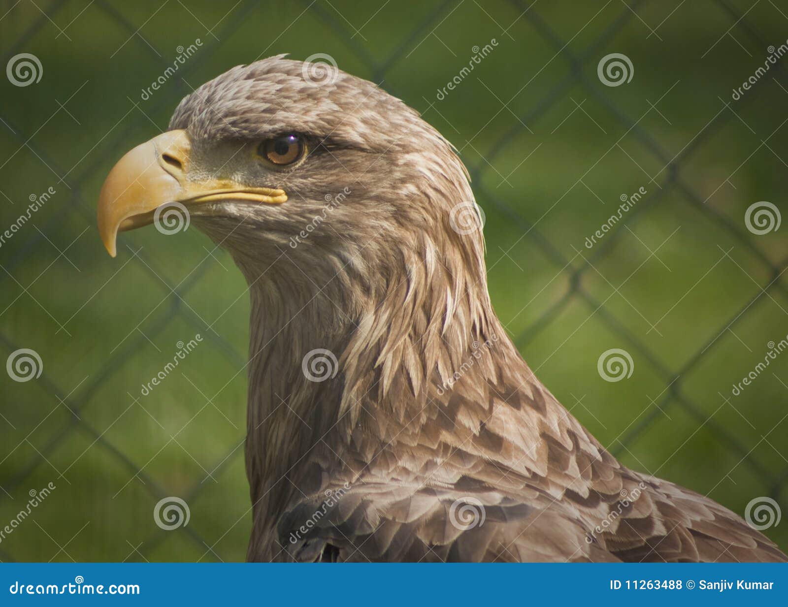 Portrait of a Beautiful Raptor or Falcon Stock Photo - Image of ...