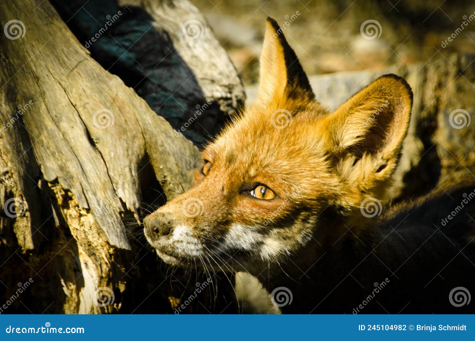 Portrait of a Beautiful Red Fox Looking Above Stock Photo - Image of ...