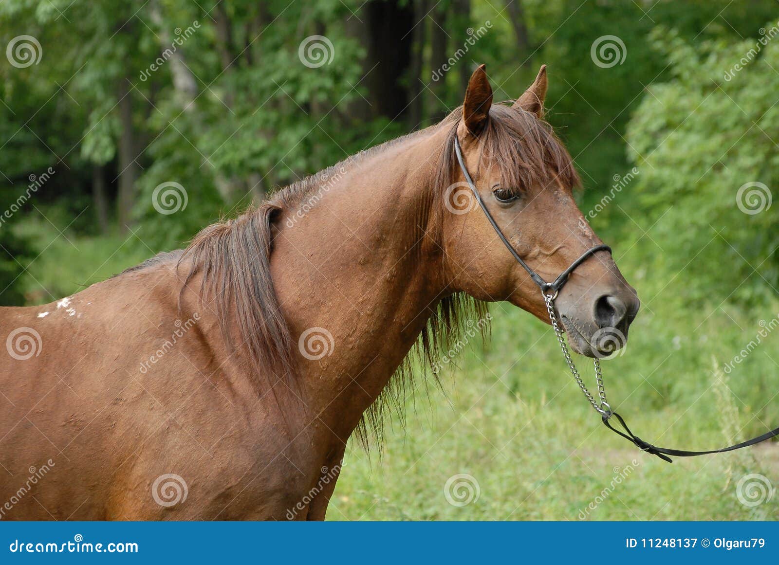 Portrait of a Beautiful Red Hack Stallion Stock Image - Image of chain ...
