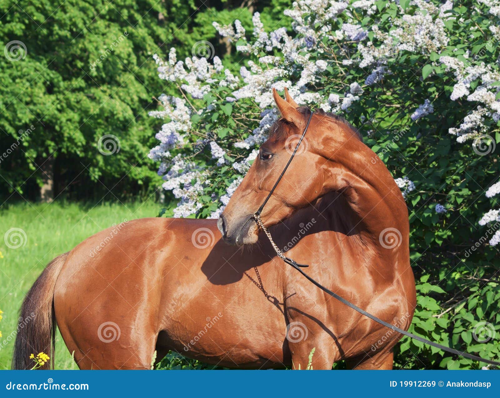 Portrait of Beautiful Red Mare Around Flower Stock Image - Image of ...