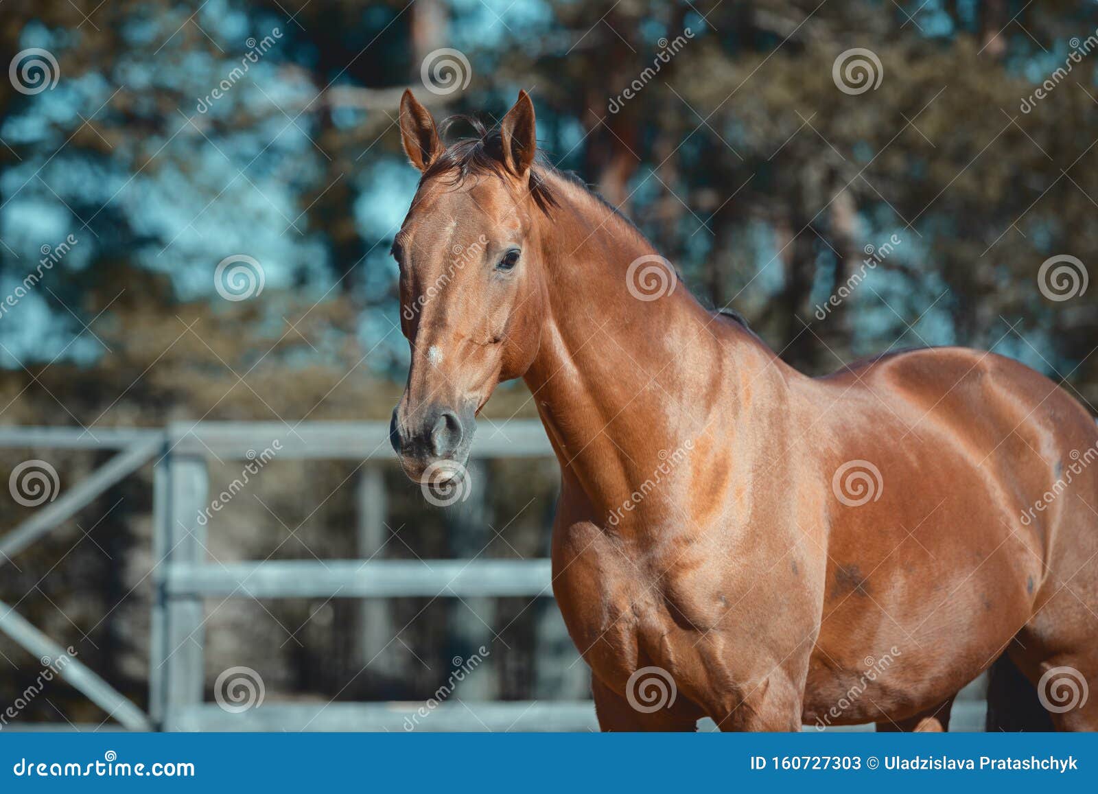 Beautiful Red Mare Horse in Paddock Stock Image - Image of morning ...