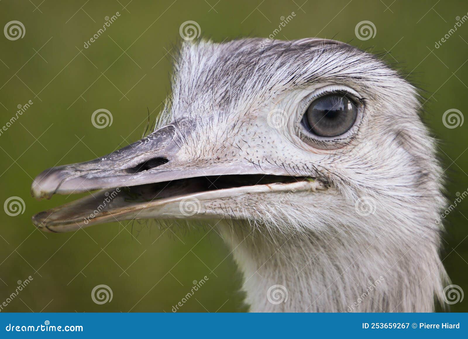 Portrait of an Beautiful Rhea & X28;Nandou& X29; Stock Image - Image of ...