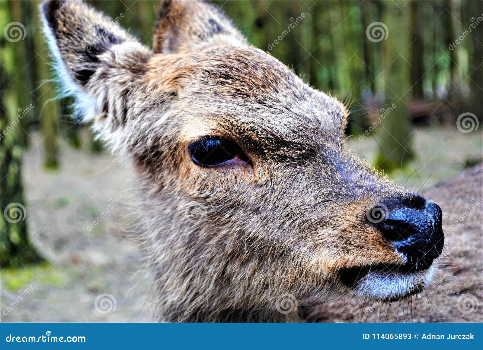 Portrait of a Beautiful Roe Deer Stock Image - Image of face, close ...