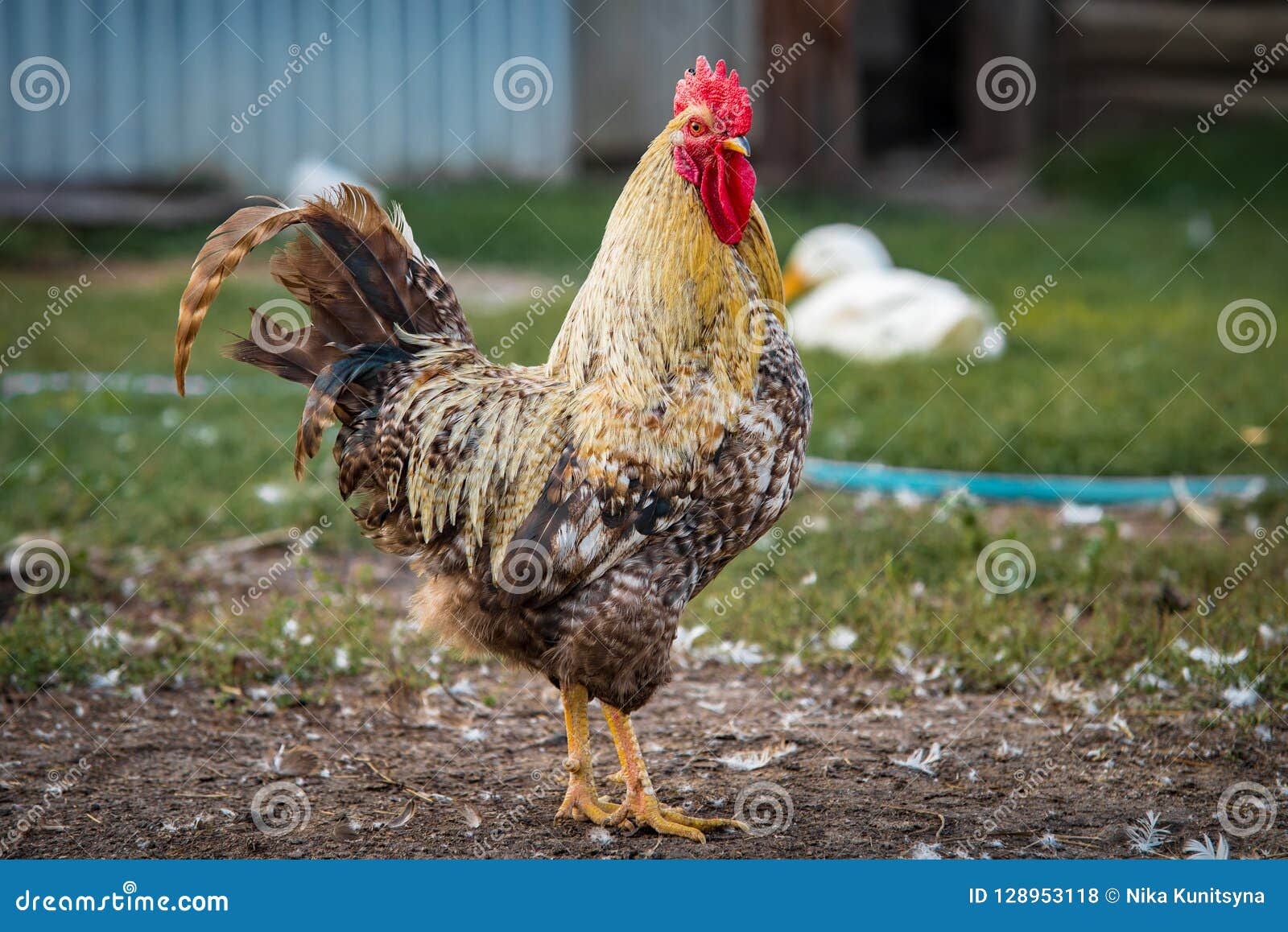 Beautiful Rooster on a Farm Stock Photo - Image of background, animal ...