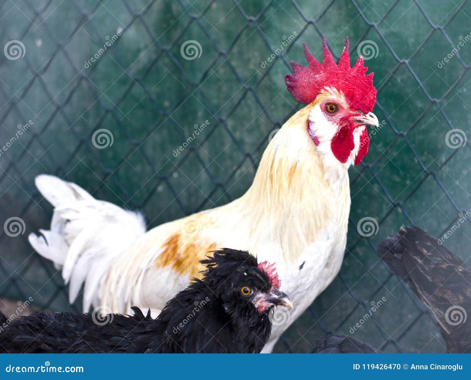 Portrait of a Beautiful Rooster with a Red Comb Stock Photo - Image of ...