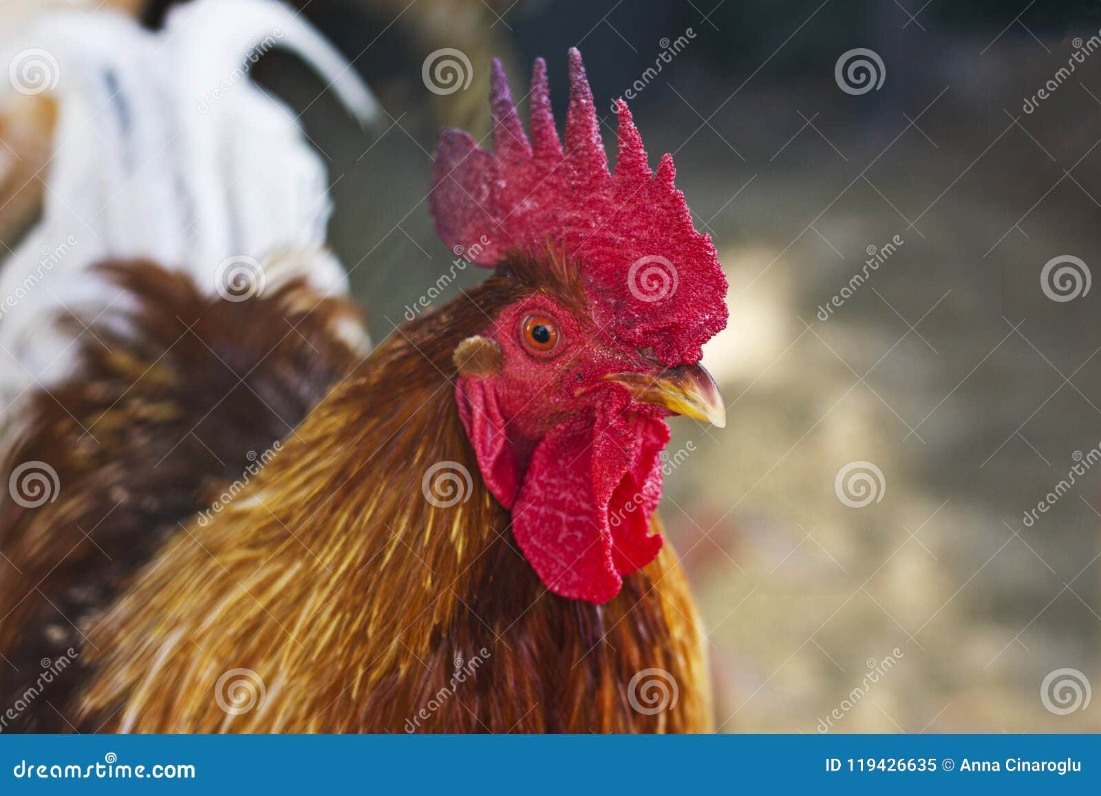 Portrait of a Beautiful Rooster with a Red Comb Stock Image - Image of ...