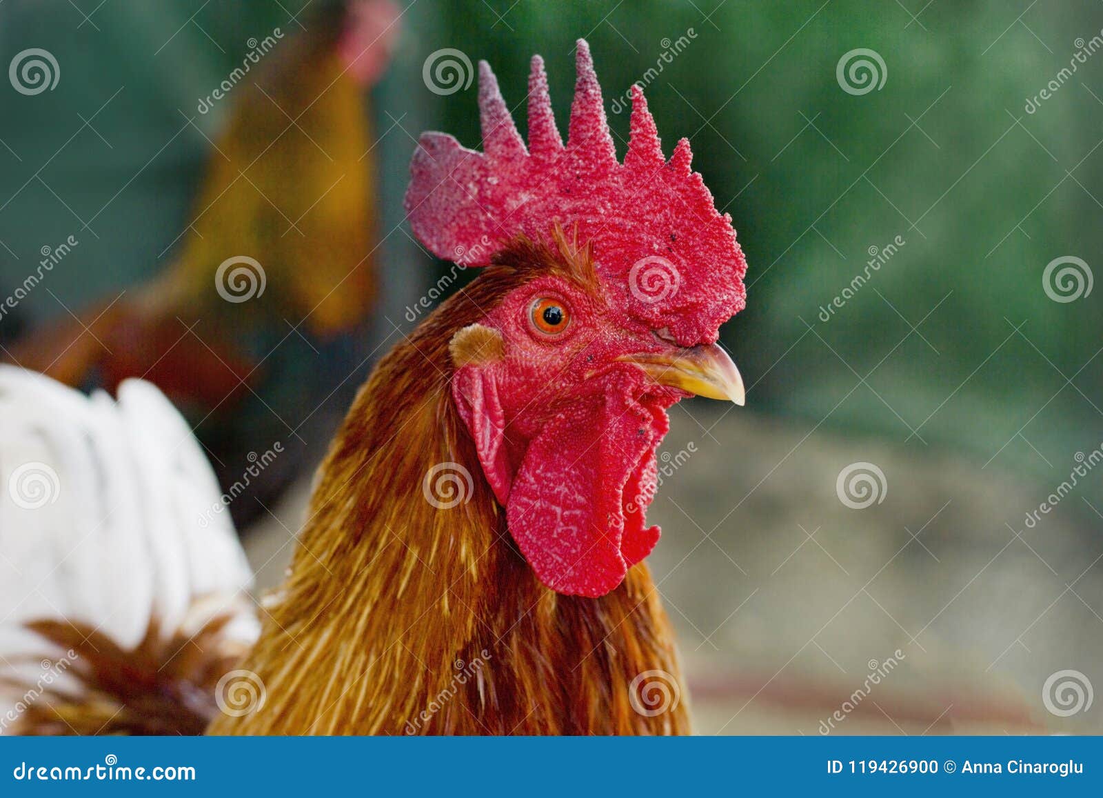 Portrait of a Beautiful Rooster with a Red Comb Stock Photo - Image of ...