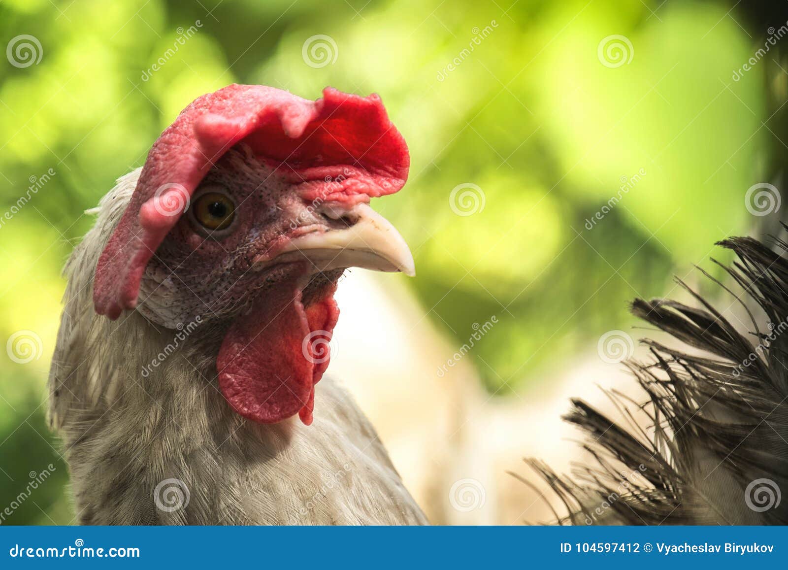 Portrait of a Beautiful Rooster Stock Photo - Image of rooster, chicken ...
