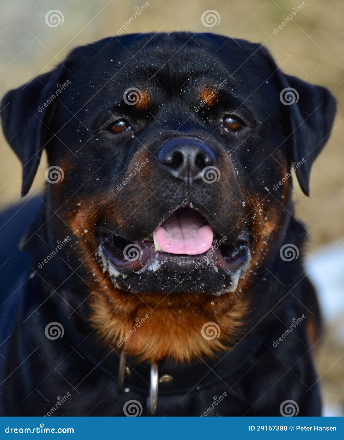Portrait of a Beautiful Rottweiler Stock Photo - Image of animal ...