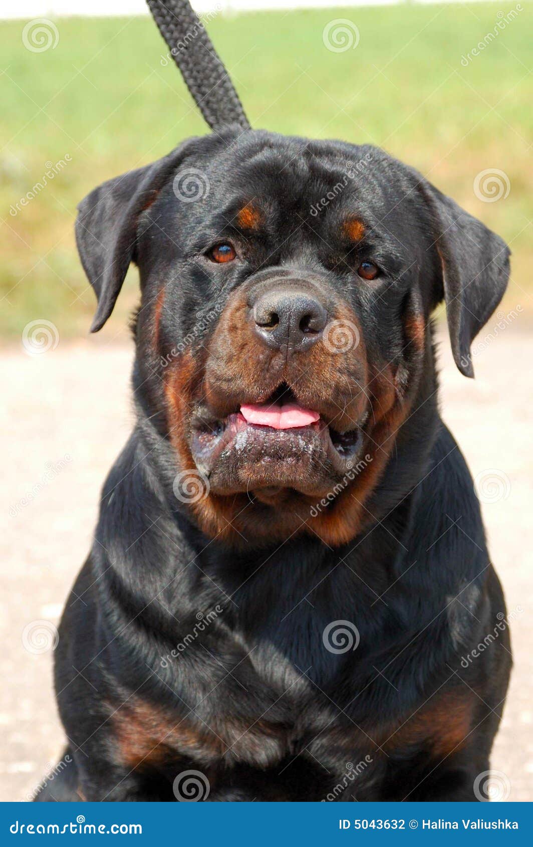 Portrait of a Beautiful Rottweiler Stock Photo - Image of animal ...
