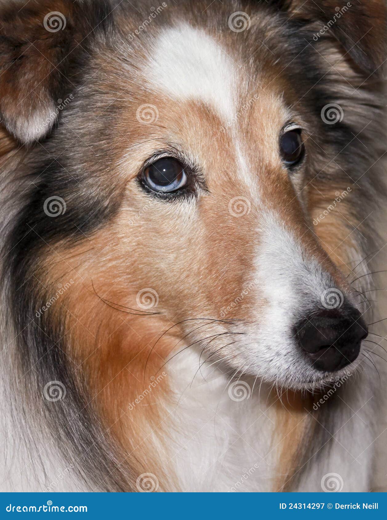 A Portrait of a Beautiful Sable Merle Sheltie Stock Image - Image of ...
