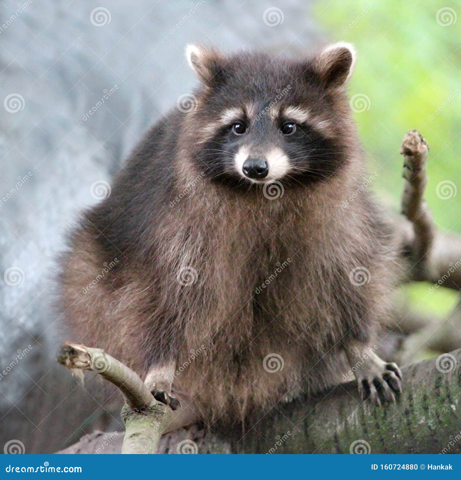 Portrait of Beautiful Sitting Raccoon Stock Photo - Image of white ...