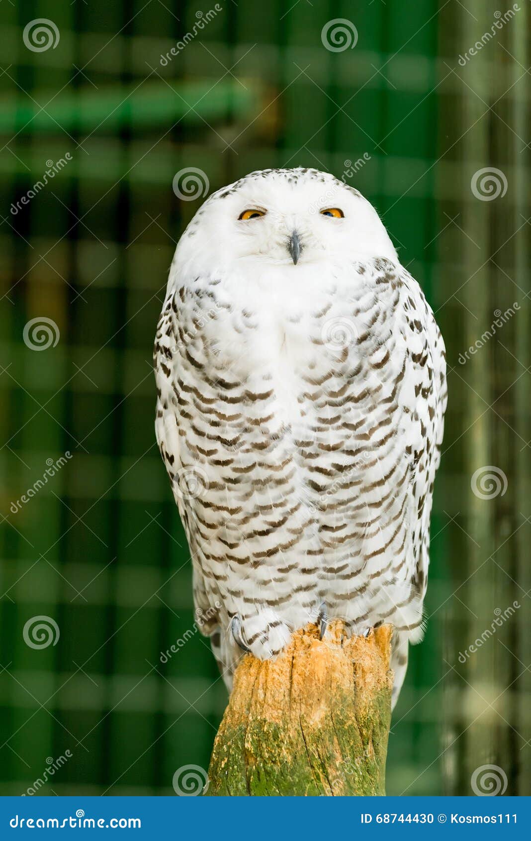 Portrait of a Beautiful Snowy Owl Stock Photo - Image of prey, animal ...