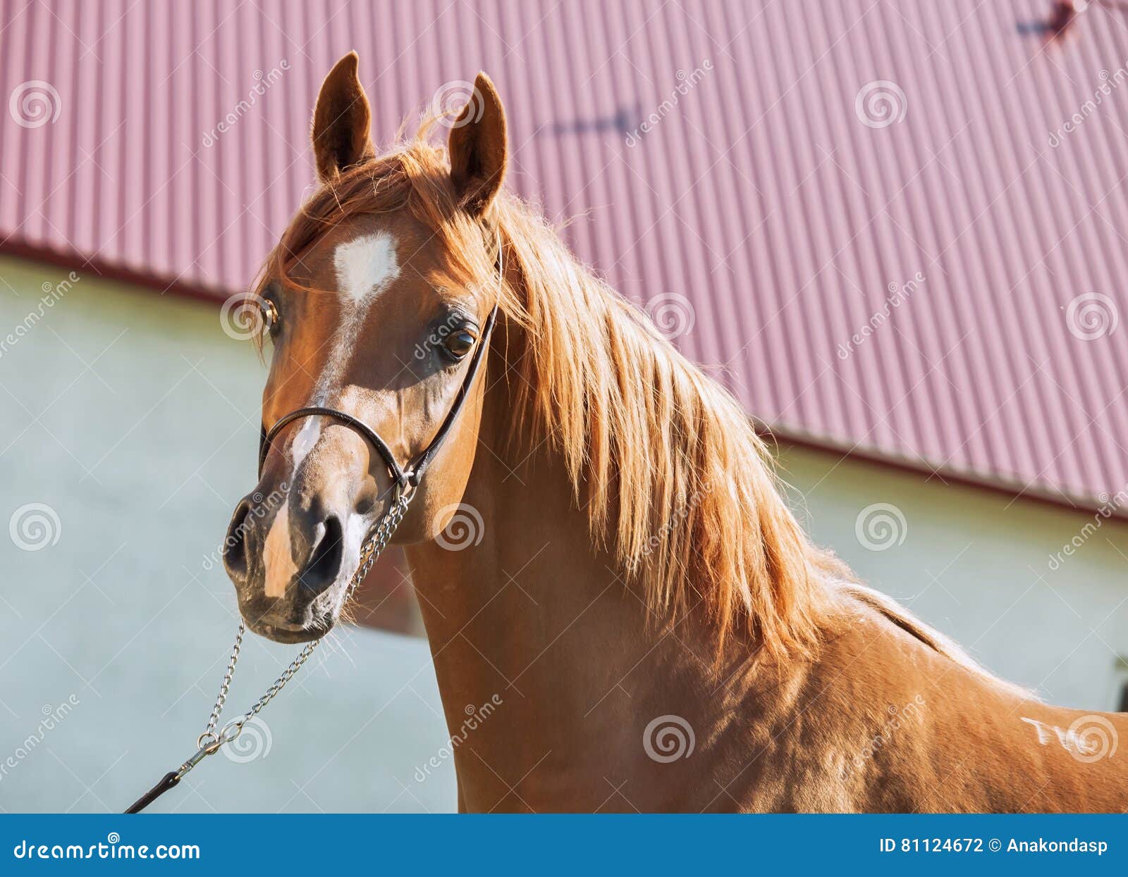 Arabian Colt Profile Stock Image | CartoonDealer.com #825565