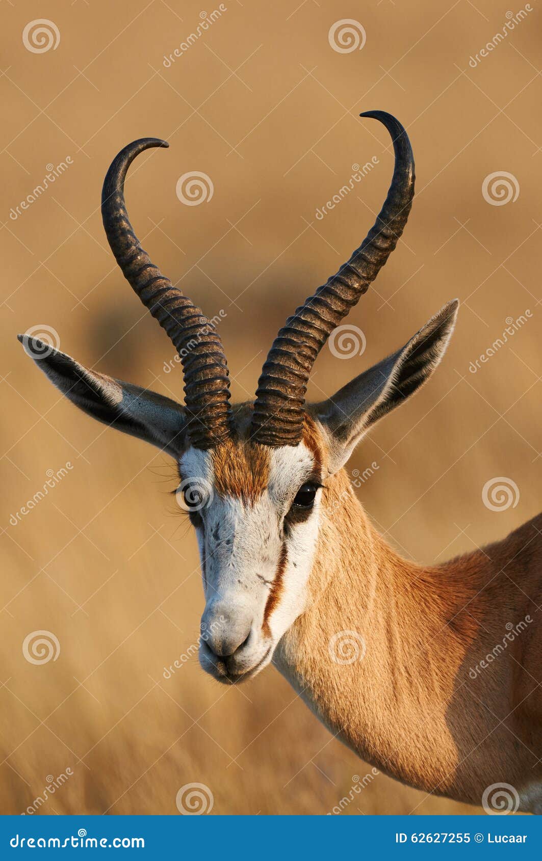 Portrait of a Beautiful Springbok Stock Image - Image of safari ...