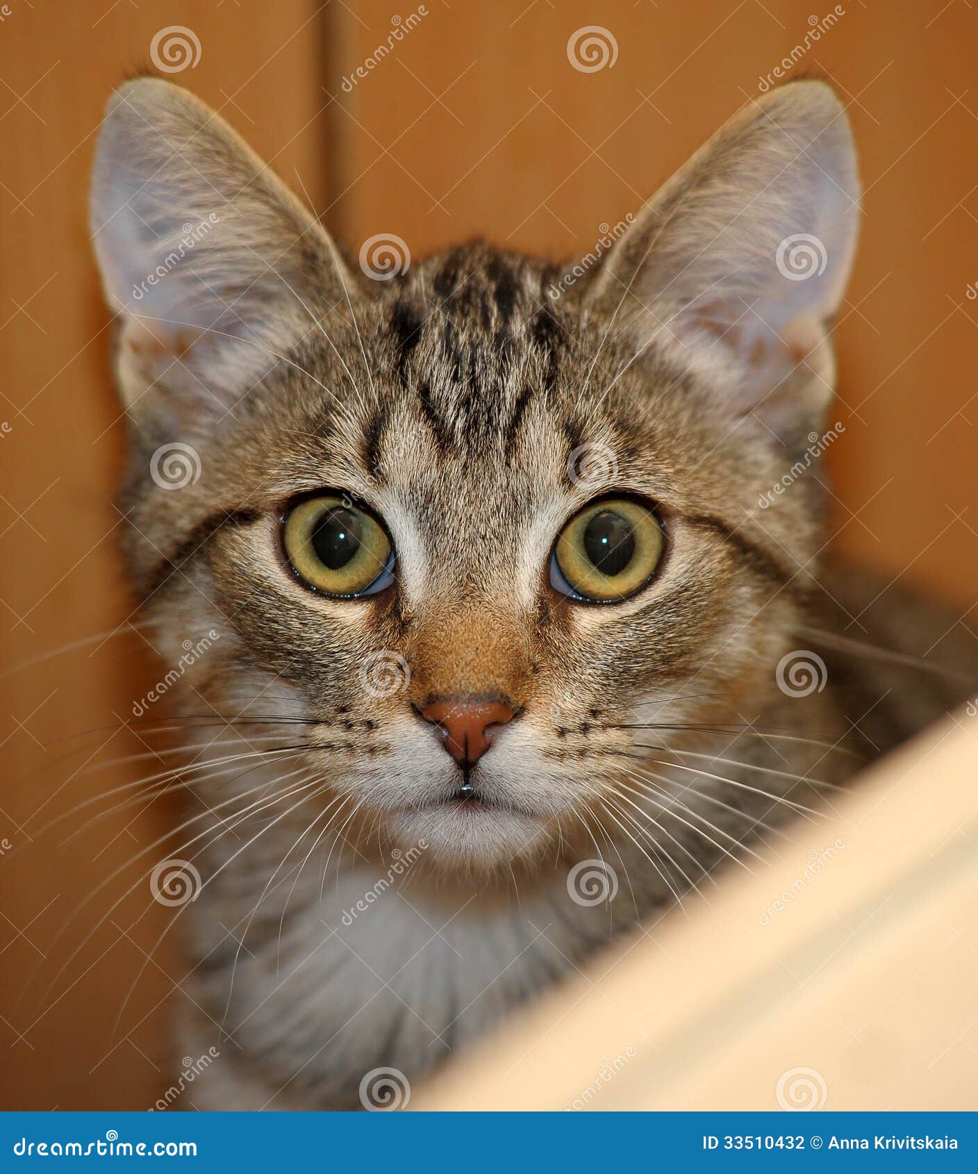 Portrait of a Beautiful Tabby Kitten Stock Photo - Image of purr ...